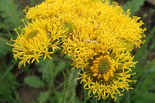 African thistle (Berkheya) Flower, Leaf, Care, Uses - PictureThis