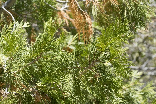 Incense cedars Care (Watering, Fertilize, Pruning, Propagation ...