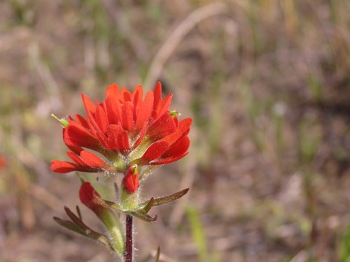 Castilleja coccinea - PictureThis