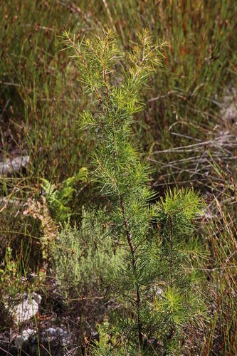 Silky hakea (Hakea sericea) Flower, Leaf, Care, Uses - PictureThis