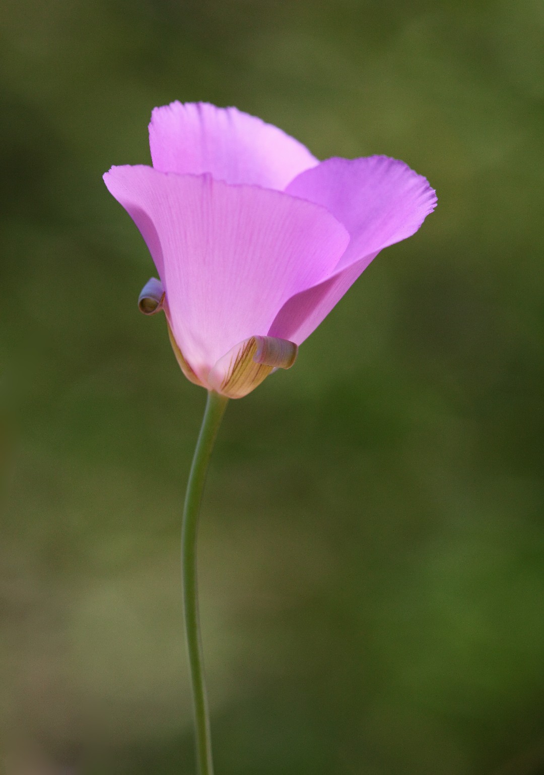 Calochortus splendens - PictureThis
