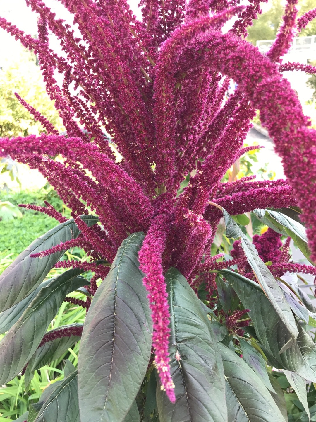 Prince's feather (Amaranthus hypochondriacus) Flower, Leaf, Care, Uses ...