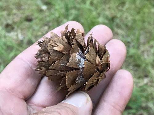 Gewöhnliche Douglasie (Pseudotsuga menziesii) - PictureThis