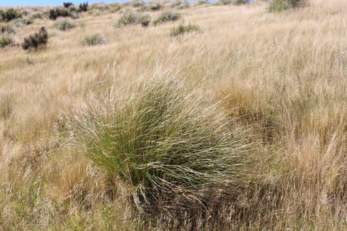 Chionochloa rigida - PictureThis