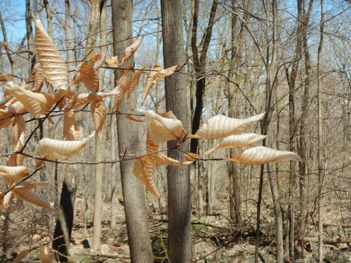 Ameriška bukev (Fagus grandifolia) - PictureThis