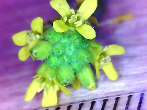 Erísimo (Sisymbrium officinale) - PictureThis