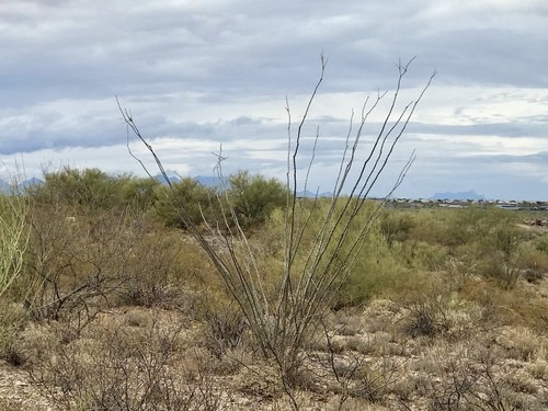 Ocotillo Care (Watering, Fertilize, Pruning, Propagation) - PictureThis