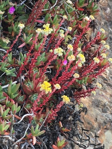 Dudleya farinosa - PictureThis