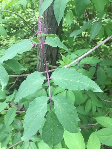 Moschatel (Adoxaceae) Flower, Leaf, Care, Uses - PictureThis
