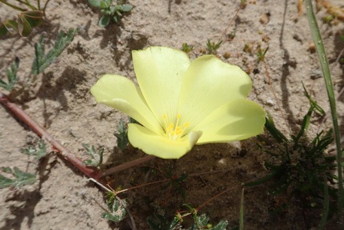 Neurada (Neuradaceae) Flower, Leaf, Care, Uses - PictureThis