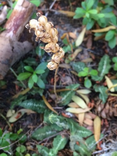 Goodyera oblongifolia - PictureThis