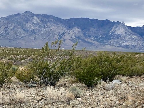 Creosote-bush (Zygophyllaceae) Flower, Leaf, Care, Uses - PictureThis