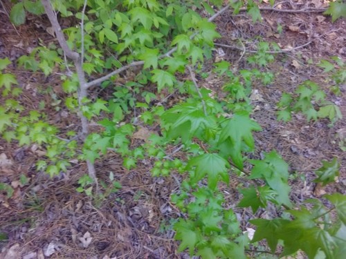Sweetgum (Liquidambar styraciflua) Flower, Leaf, Care, Uses - PictureThis