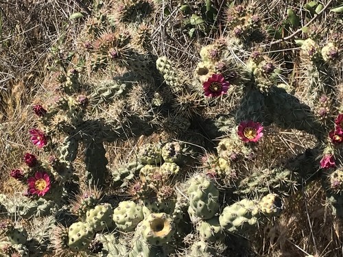 Choya californiana (Cylindropuntia prolifera) - PictureThis
