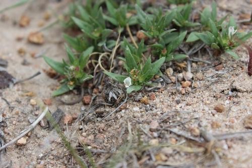 Spreading chinchweed (Pectis prostrata) Flower, Leaf, Care, Uses ...