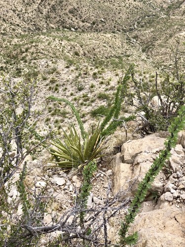 Ocotillo (Fouquieria splendens) - PictureThis