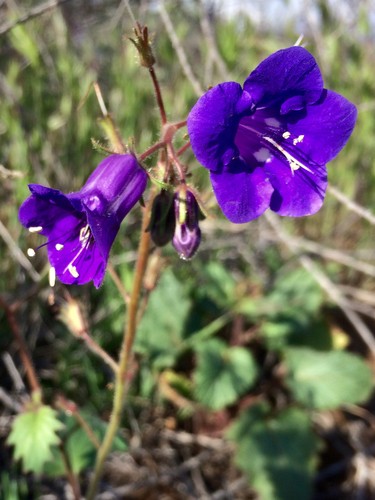 Phacelia minor - PictureThis