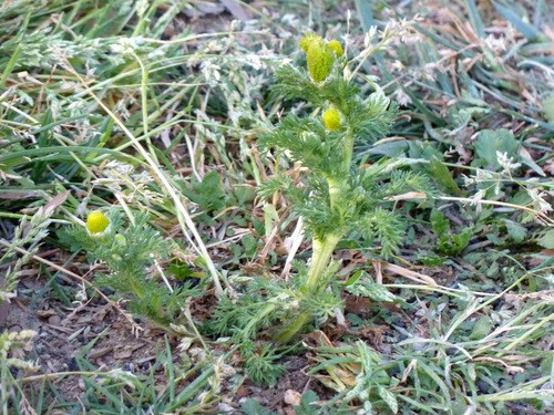 Mayweed Care (Watering, Fertilize, Pruning, Propagation) - PictureThis