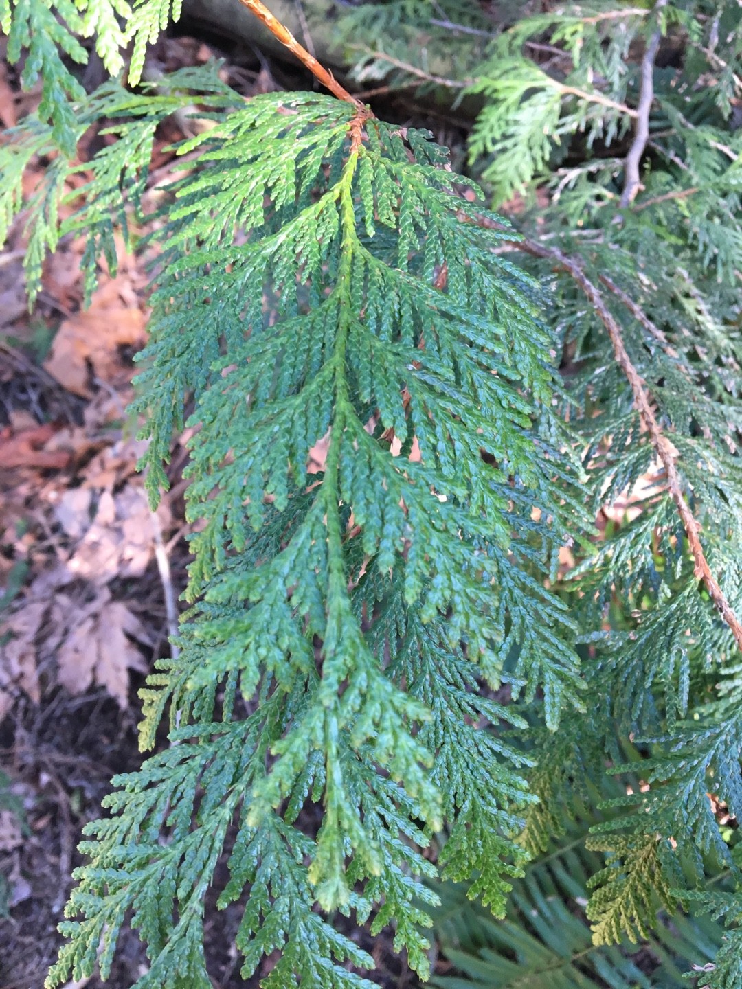 Western Red Cedar Tree Leaves