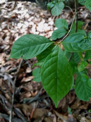 Tupelo (Nyssaceae) Flower, Leaf, Care, Uses - PictureThis