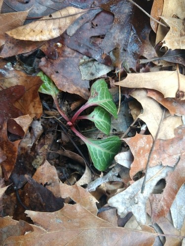 Pyrola americana - PictureThis