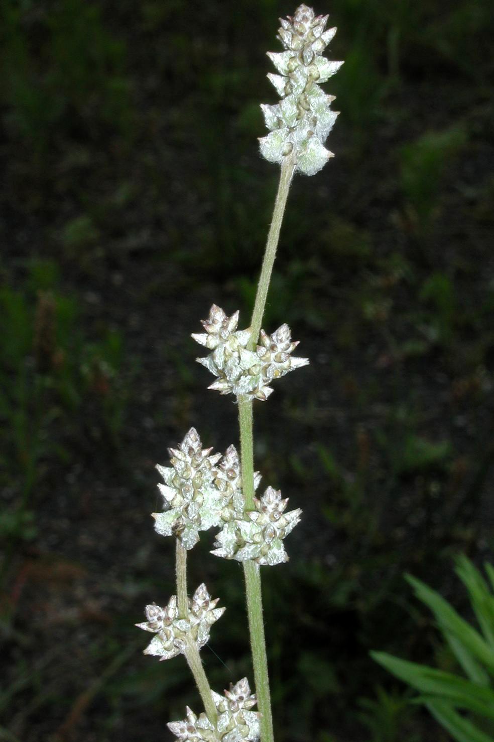 Froelichia gracilis - PictureThis