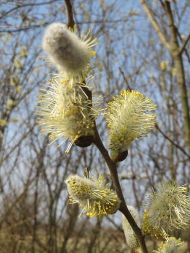 How to Plant and Grow Goat willow(Salix caprea)