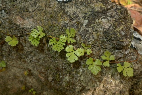 Hanging fern (Davalliaceae) Flower, Leaf, Care, Uses - PictureThis