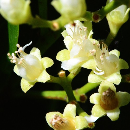 Icaco (Chrysobalanus icaco) - PictureThis