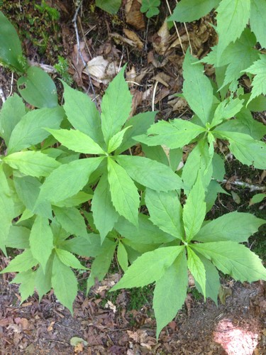 Aster verticilo (Oclemena acuminata) - PictureThis