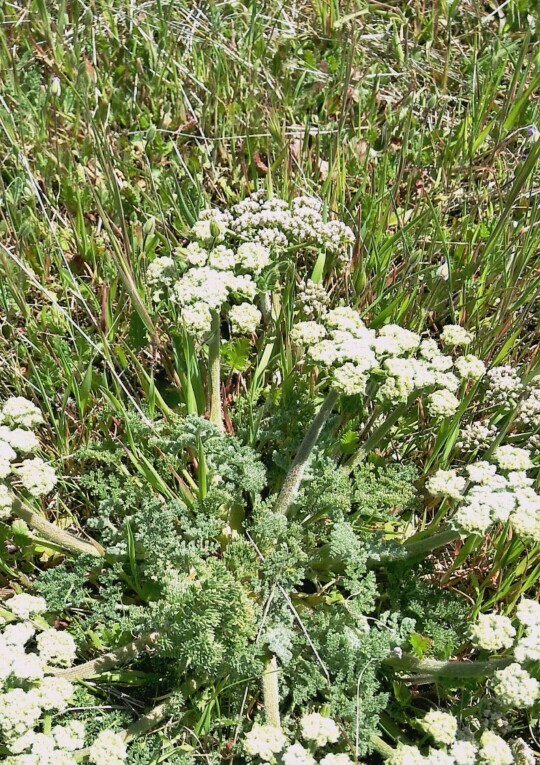 Athamanta Flower, Leaf, Care, Uses - PictureThis