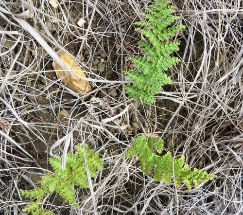 Flowering ferns (Anemiaceae) Flower, Leaf, Care, Uses - PictureThis