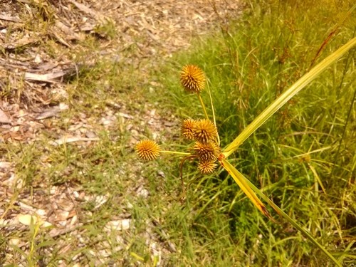 Globe Flatsedge (Cyperus echinatus) Flower, Leaf, Care, Uses - PictureThis
