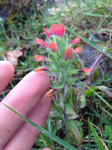 Castilleja arvensis - PictureThis