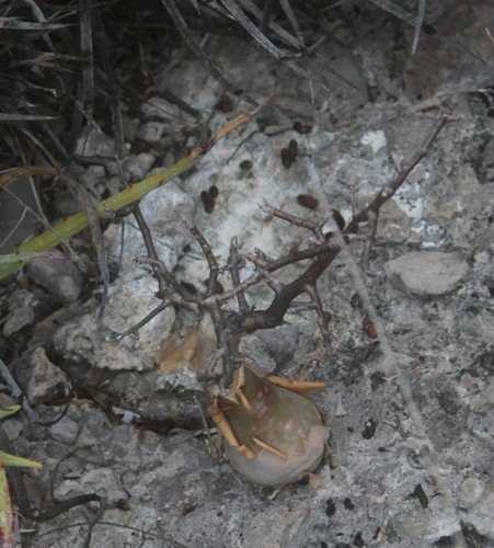 Bursera (Bursera) Flower, Leaf, Care, Uses - PictureThis