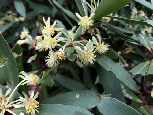 Wintera (Winteraceae) Flower, Leaf, Care, Uses - PictureThis