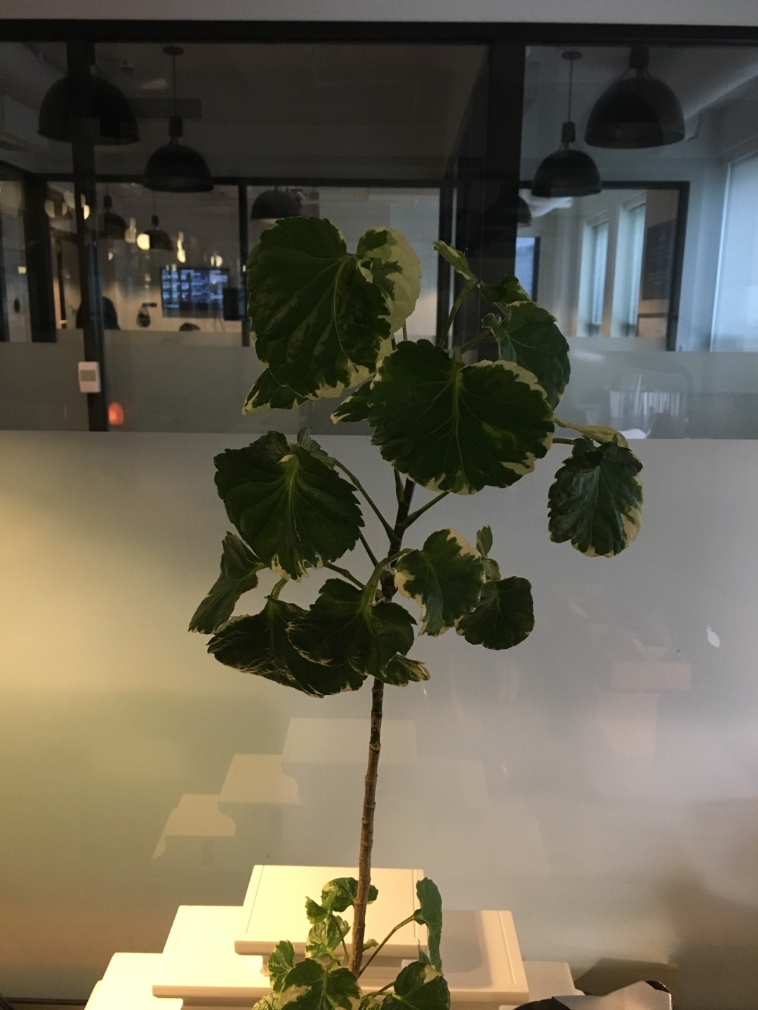 폴리시아스 스쿠텔라리아 (Polyscias scutellaria) - PictureThis