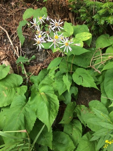 Eurybia macrophylla - PictureThis