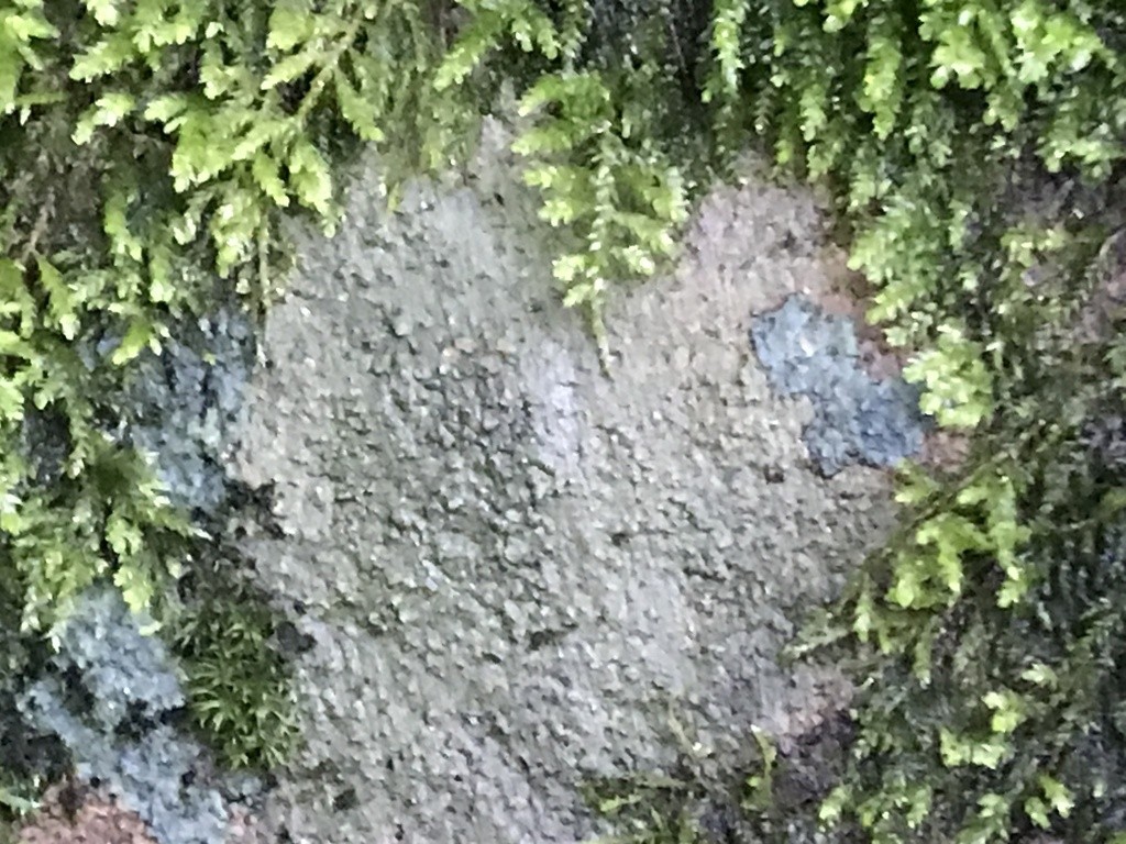 Picturethis - (Ascomycota) Ascomycota