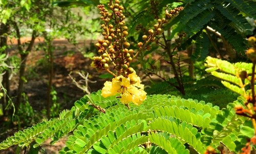 African wattle (Peltophorum africanum) Flower, Leaf, Care, Uses ...