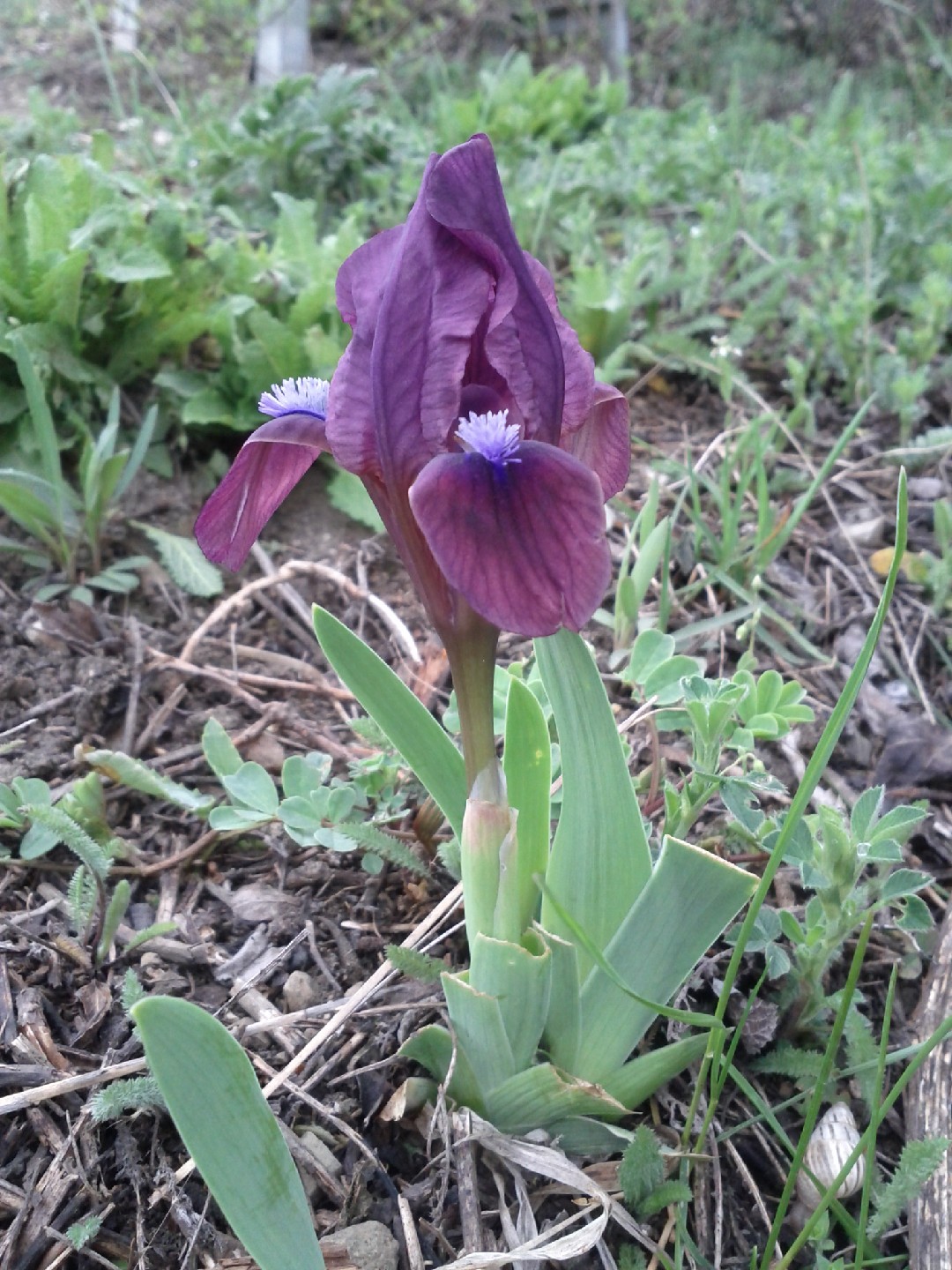 Ирис низкий (Iris pumila) - PictureThis