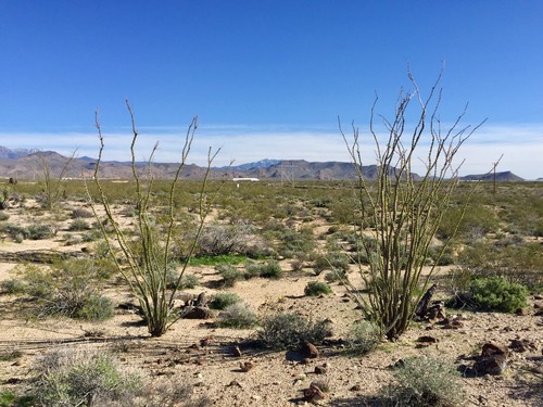 Ocotillo (Fouquieria splendens) - PictureThis