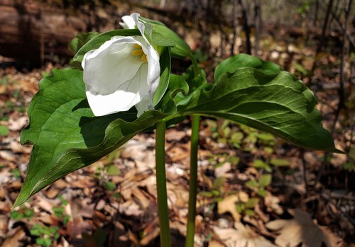 Trilio blanco (Trillium grandiflorum) - PictureThis