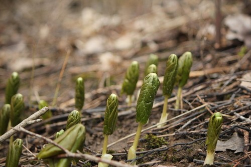 Mayapple Care (Watering, Fertilize, Pruning, Propagation) - PictureThis