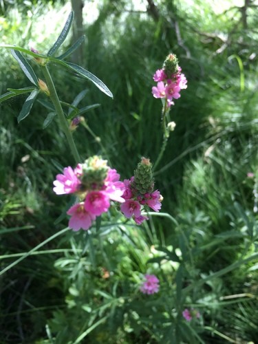 Sidalcea oregana - PictureThis