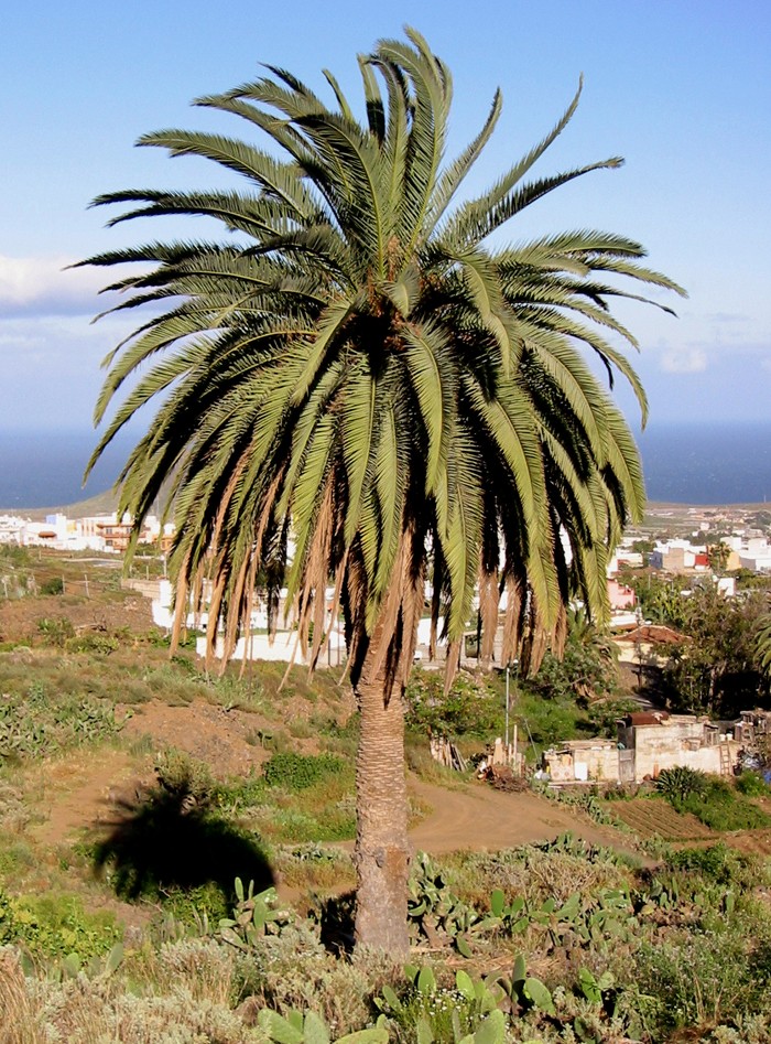 Palmera canaria (Phoenix canariensis) - PictureThis