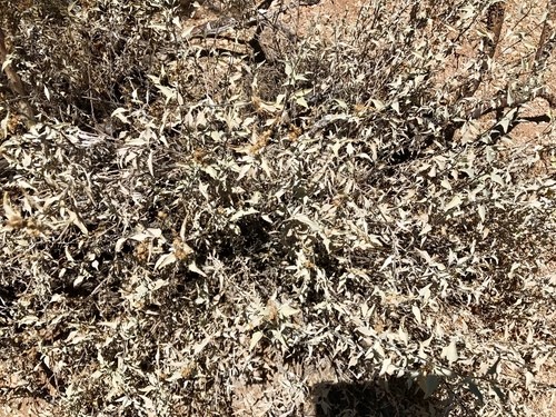 Triangle Leaf Bursage