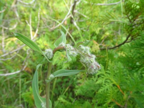 Nabalus racemosus - PictureThis