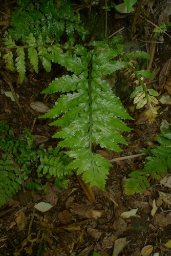 Asplenium lamprophyllum Flower, Leaf, Care, Uses - PictureThis