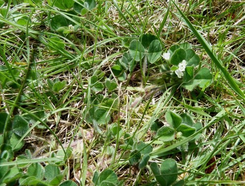 Trevo subterraneo (Trifolium subterraneum) - PictureThis